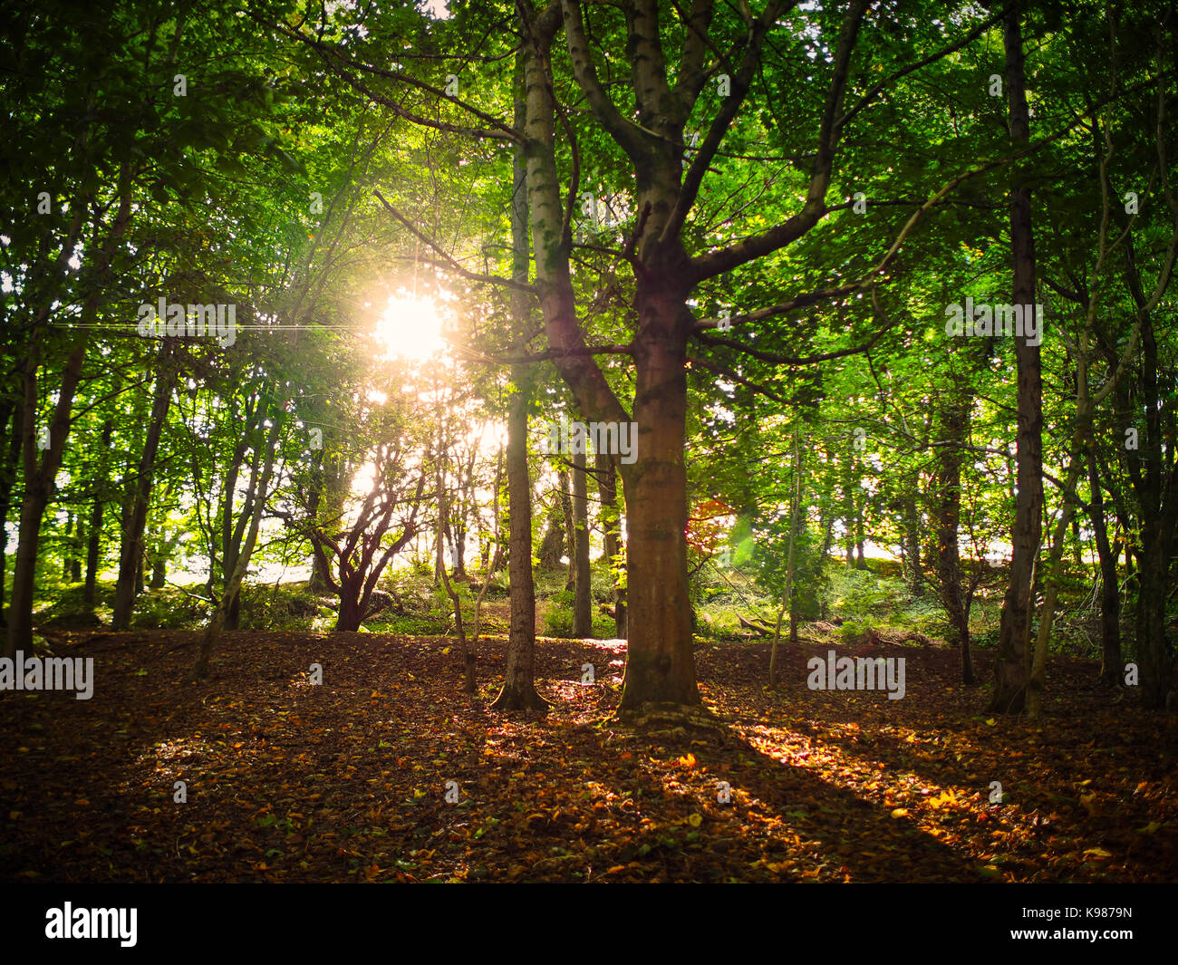 Autumn forest park,Northern Ireland Stock Photo - Alamy