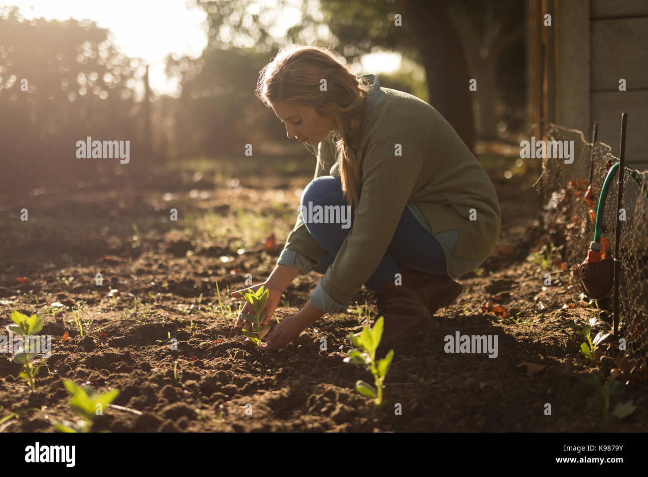 Side view of young woman planting saplings at farm Stock Photo - Alamy