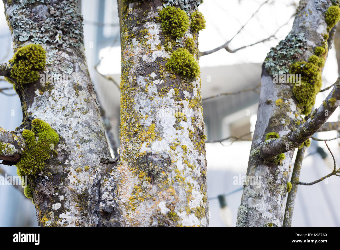 Close-up of tree trunk texture in the woods Stock Photo - Alamy