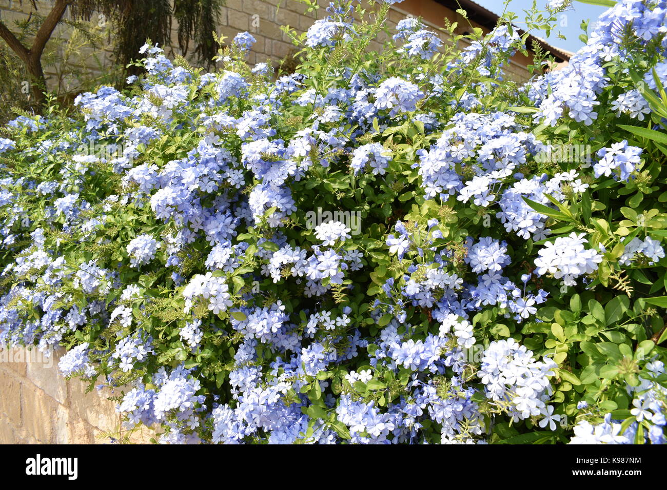 Periwinkle growing under the Cypriot sun Stock Photo - Alamy