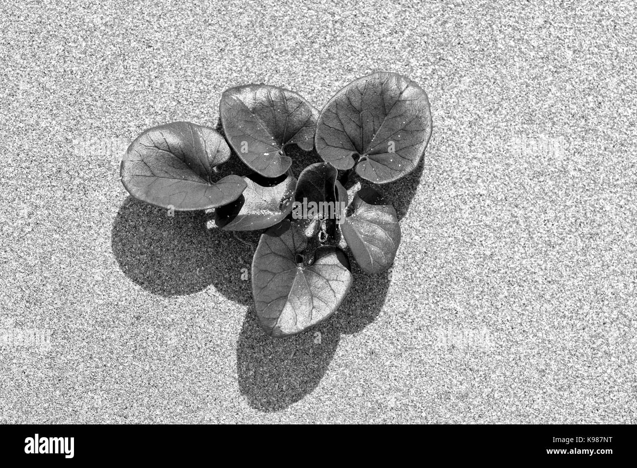 A lone single plant battling against the arid harsh environment and ...