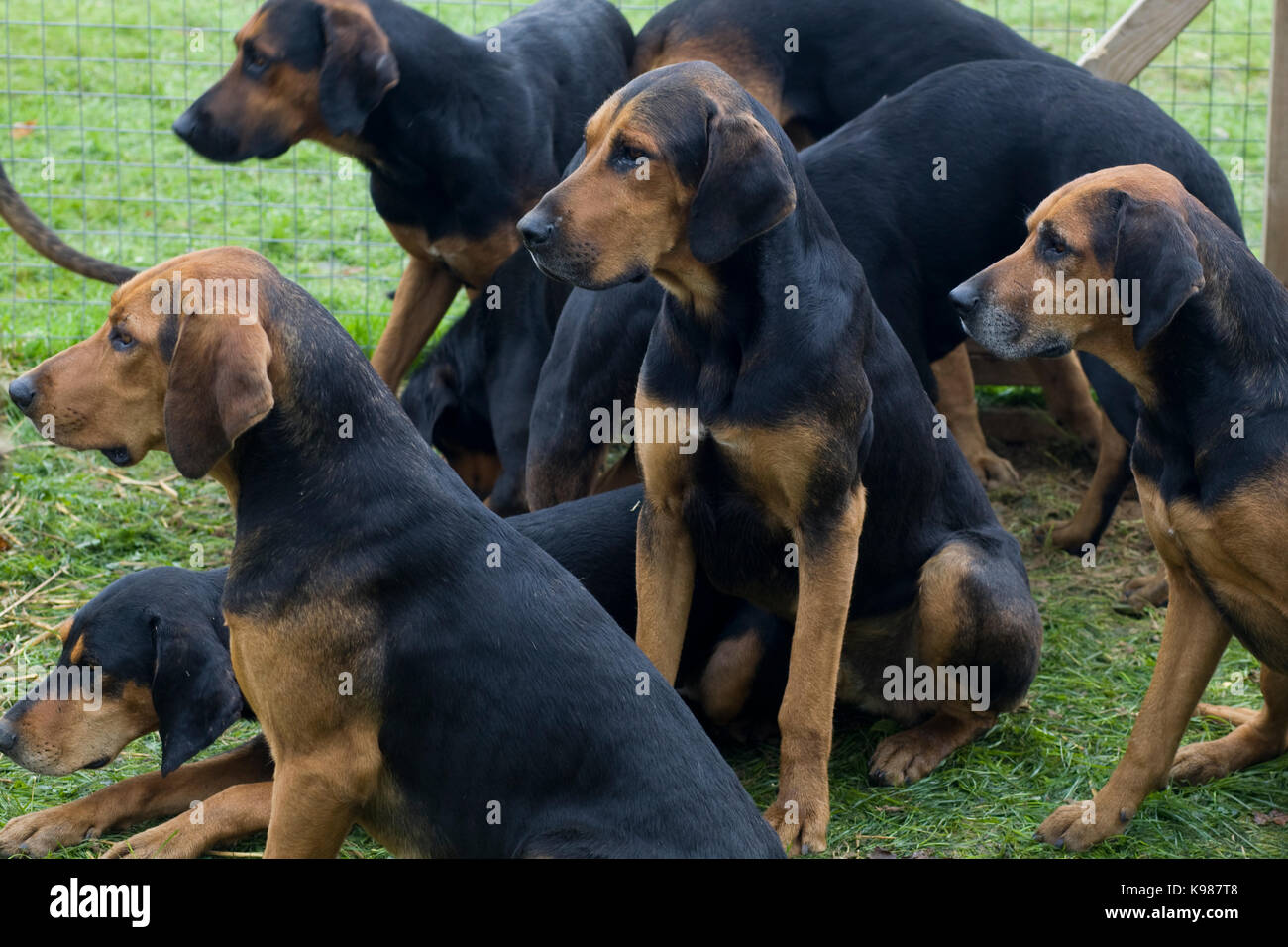 Bloodhound or saint hubert hound hi-res stock photography and images ...