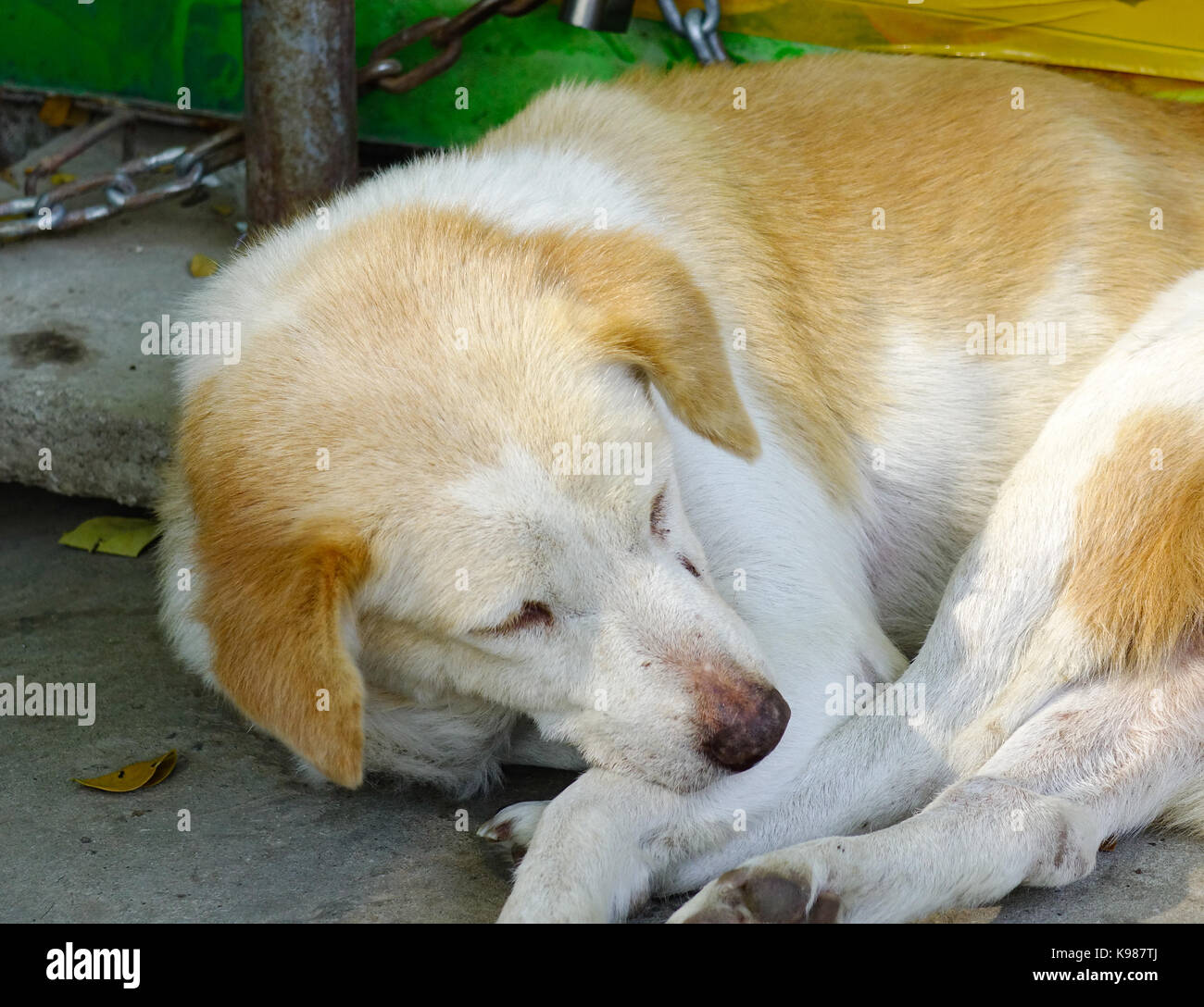 A cute dog sleeping on rural road in Mandalay, Myanmar Stock Photo - Alamy