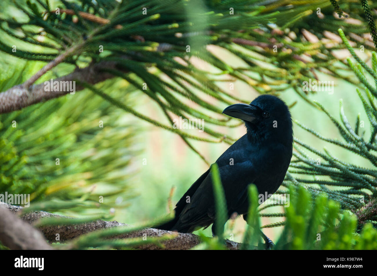 A jungle crow in a tree in Haputale in the Hill Country, Sri Lanka ...