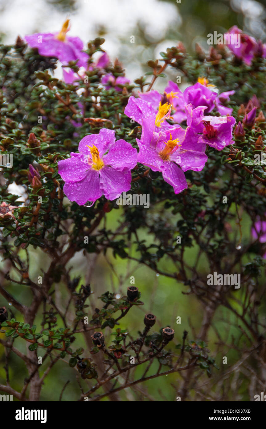 Wild flowers at Horton Plains National Park and World’s End in the Hill ...