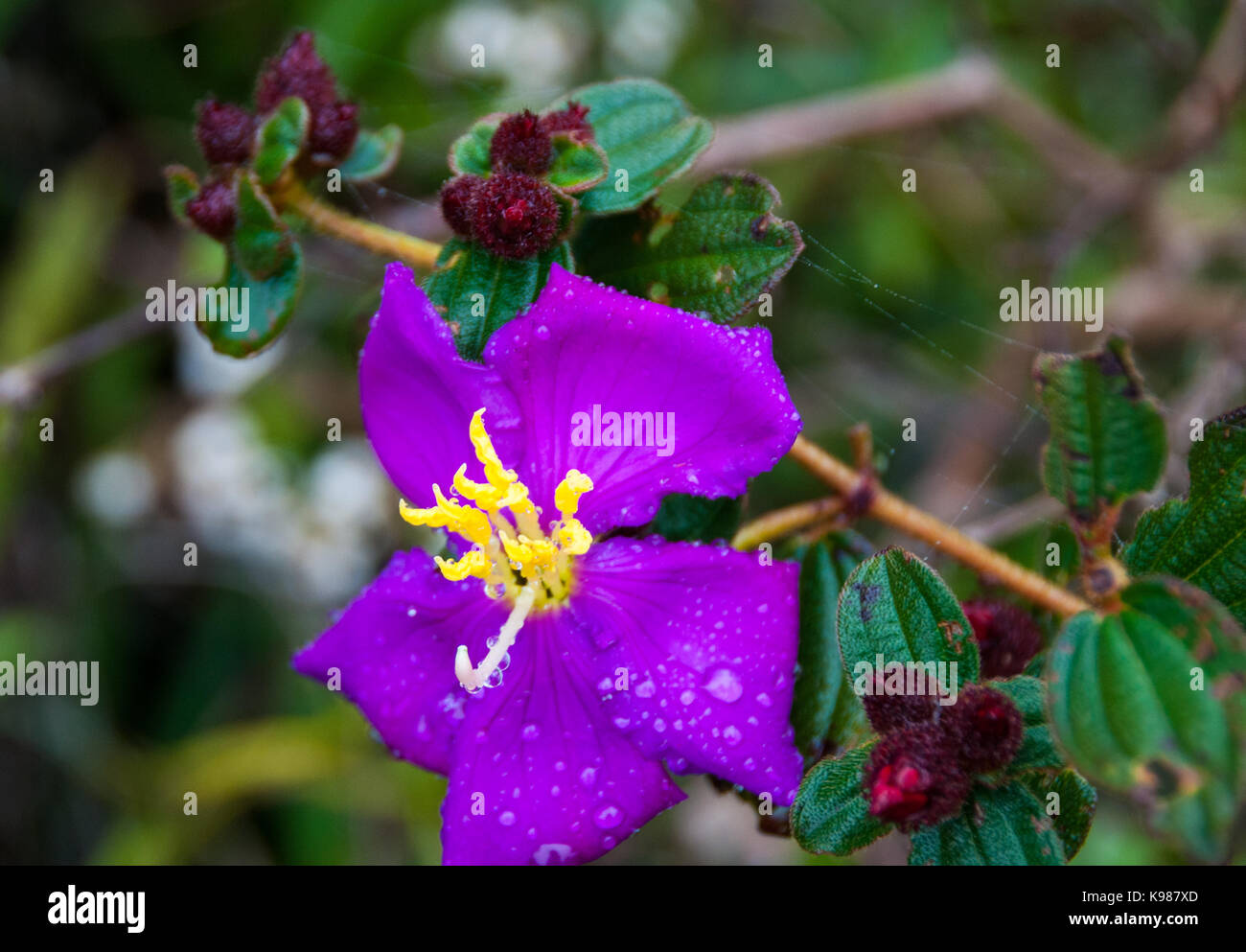 Wild flowers at Horton Plains National Park and World’s End in the Hill ...