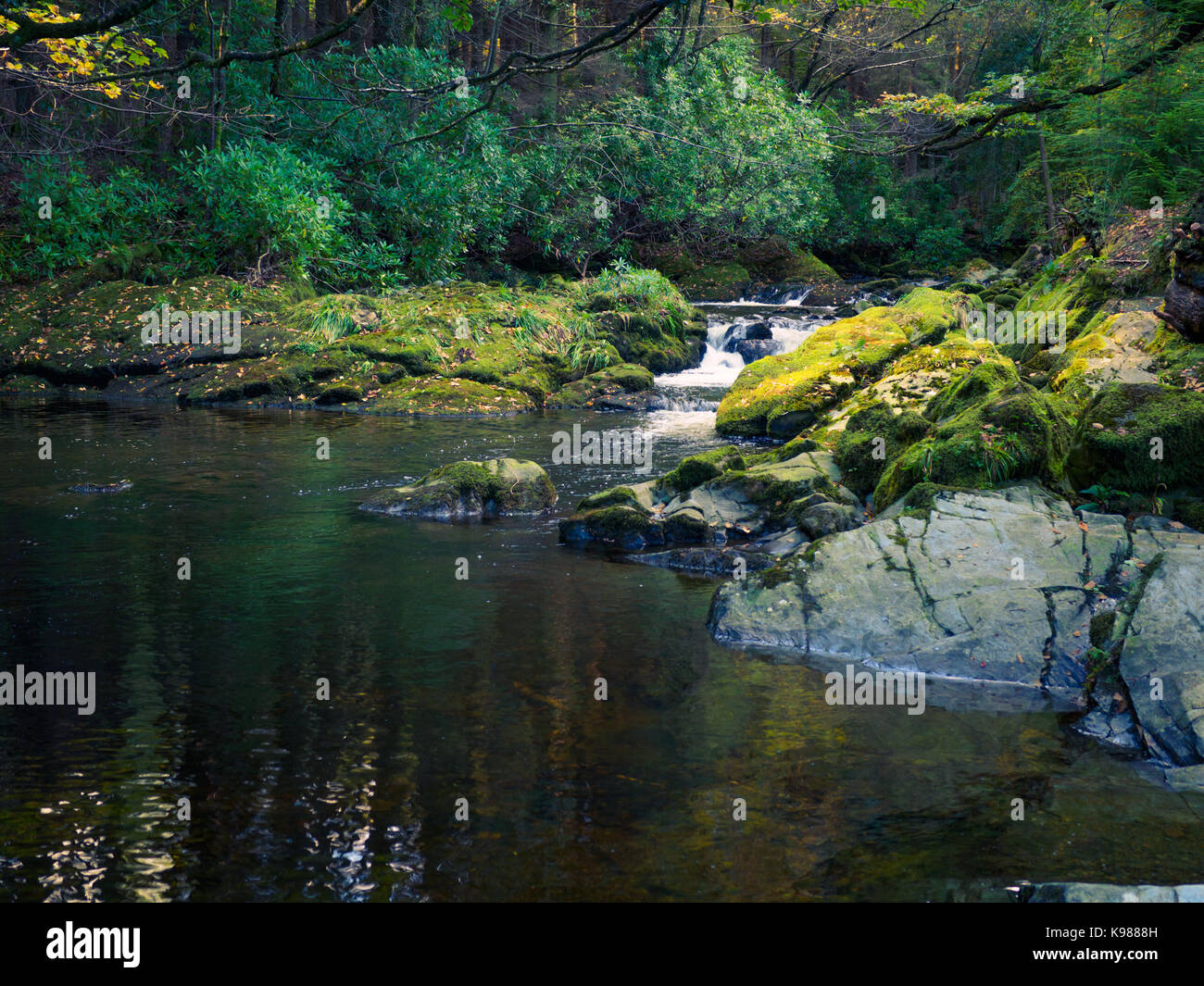 stream in forest,Northern Ireland Stock Photo - Alamy