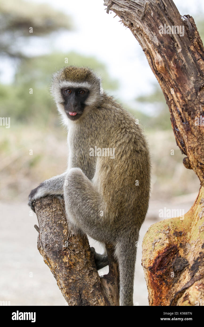 Velvet monkey hi-res stock photography and images - Alamy