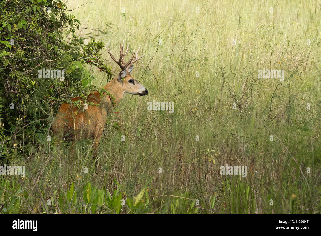 Brazilian Pantanal - Marsh Deer Stock Photo - Alamy