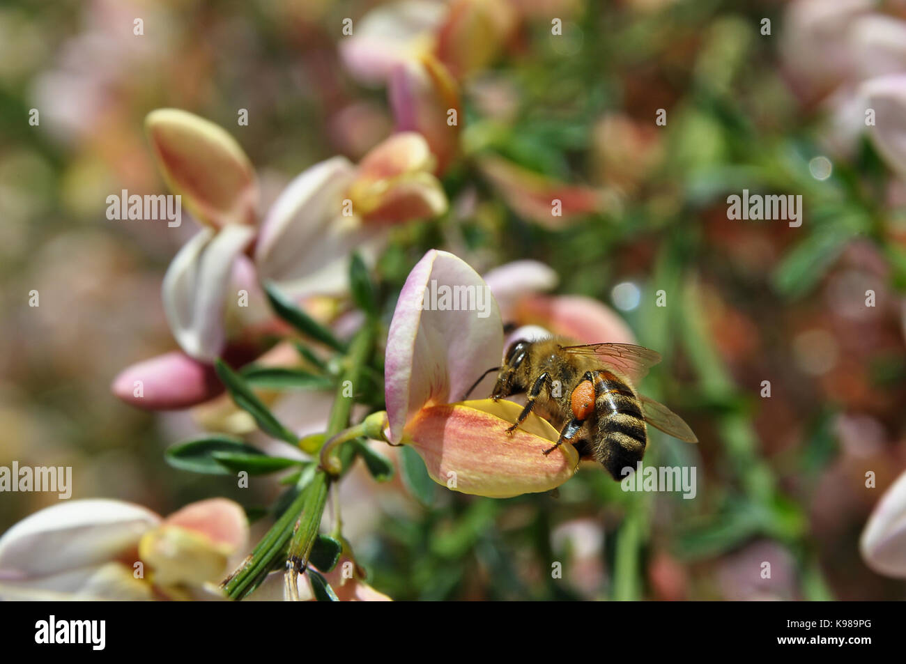 Bee at pink Scotch broom Stock Photo - Alamy