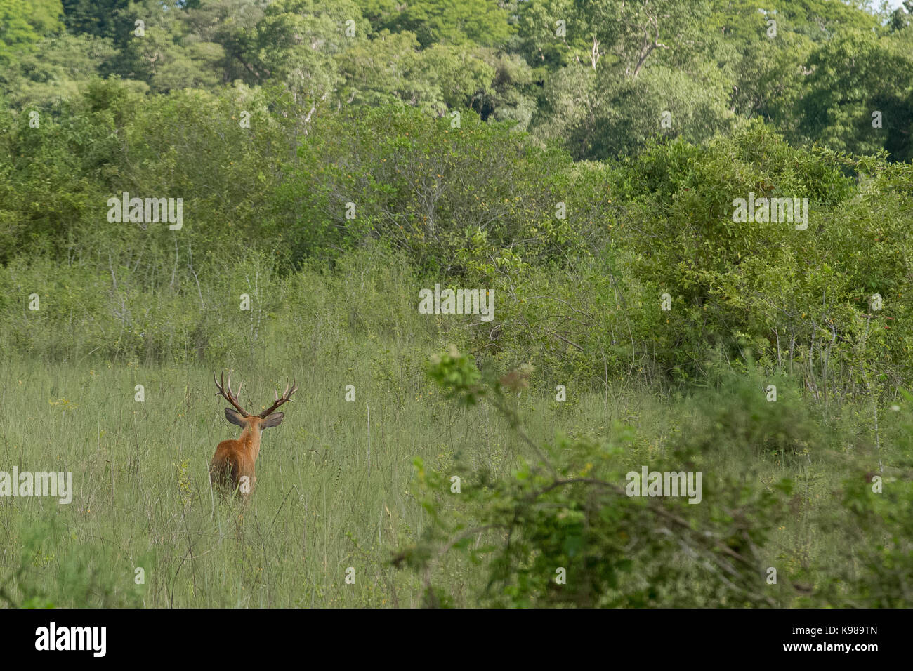 Brazilian Pantanal - Marsh Deer Stock Photo - Alamy