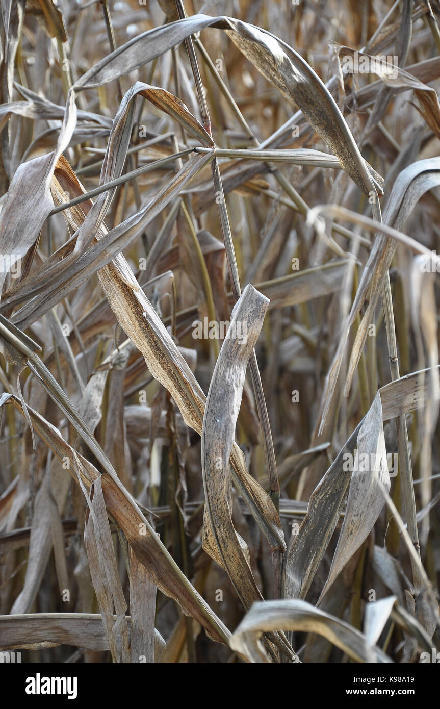 Dry indian corn field Stock Photo - Alamy