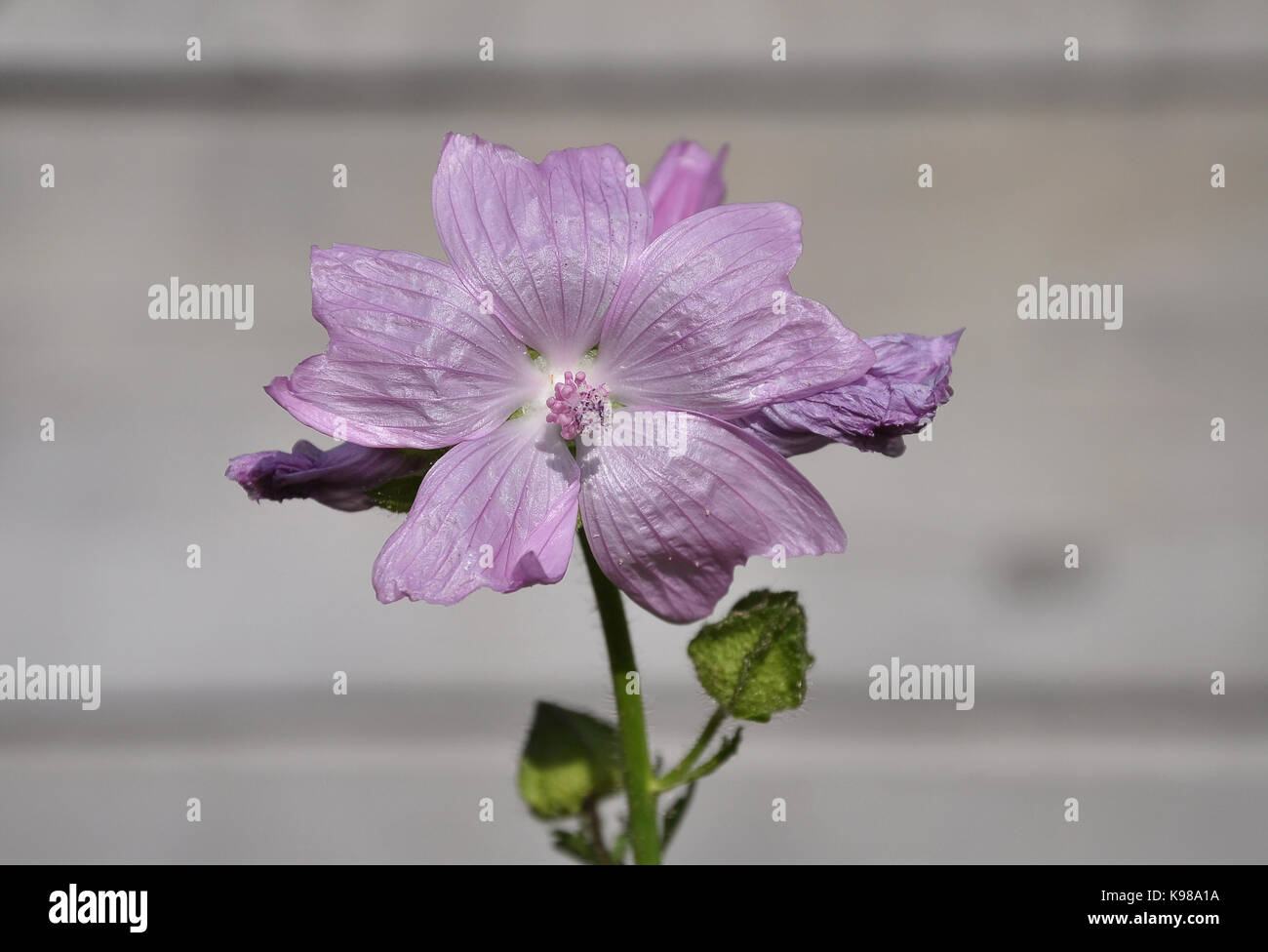 Musk mallow at wooden wall Stock Photo - Alamy