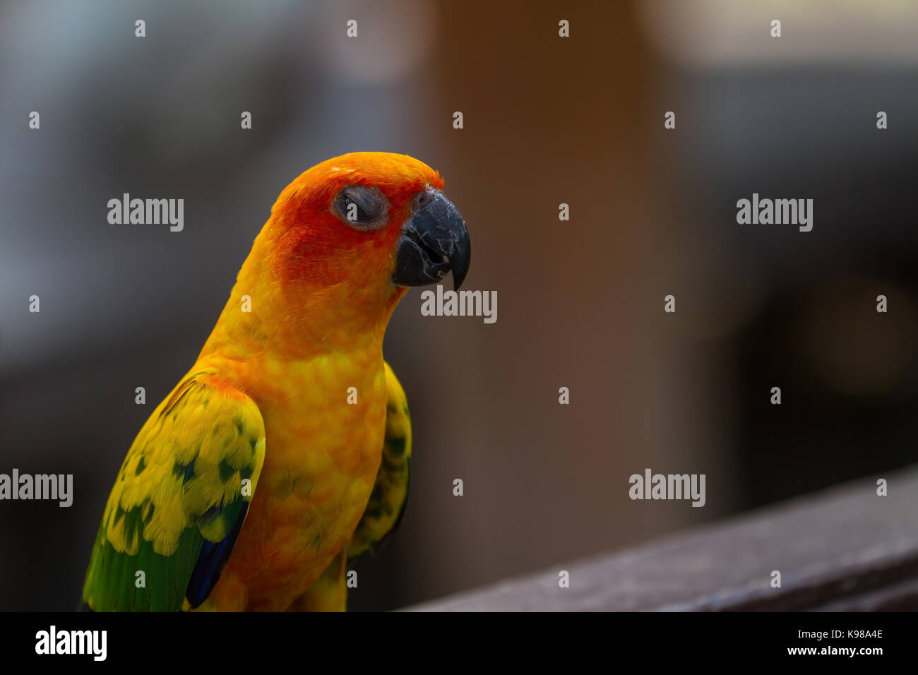 Sun Parakeet or Sun Conure parrot, beautiful yellow and orange parrot ...