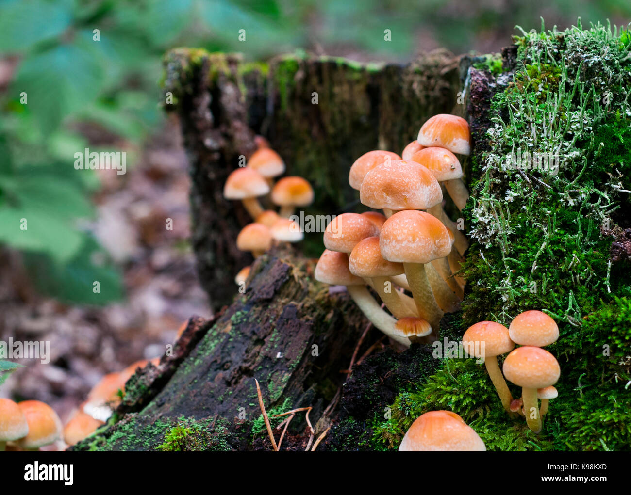 Wild poisonous forest mushrooms fungus on an old overturned moss ...
