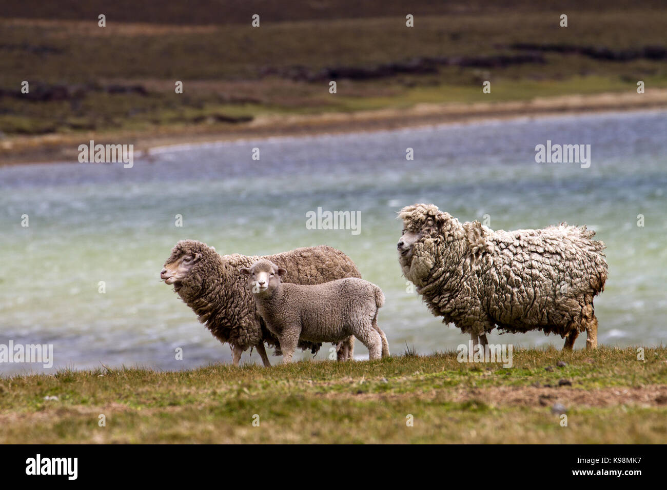 Sheep family, falkland islands Stock Photo - Alamy
