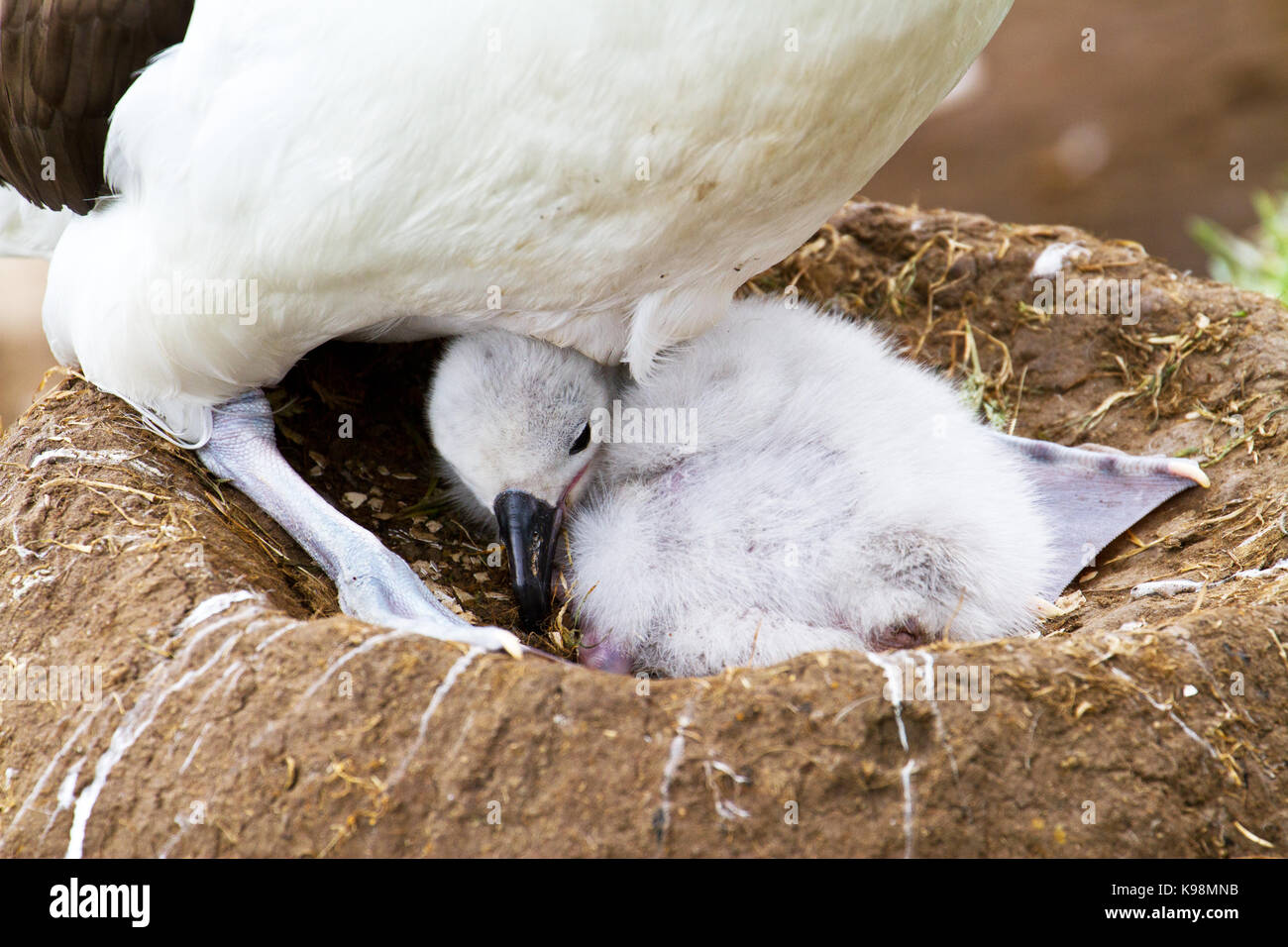 Black browed albatross mother feeding young hi-res stock photography ...