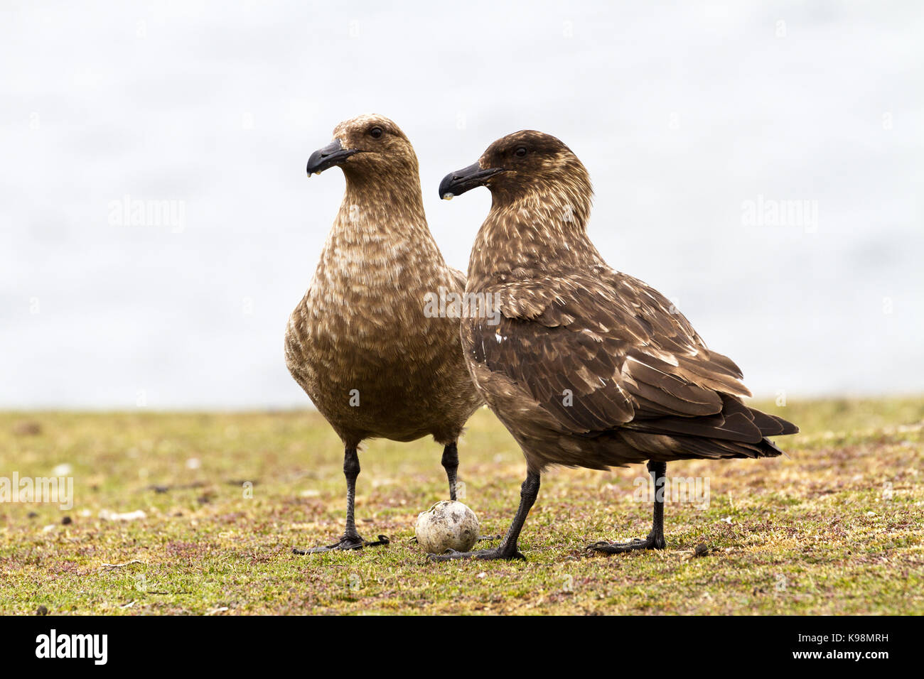 Falkland skuas hi-res stock photography and images - Alamy