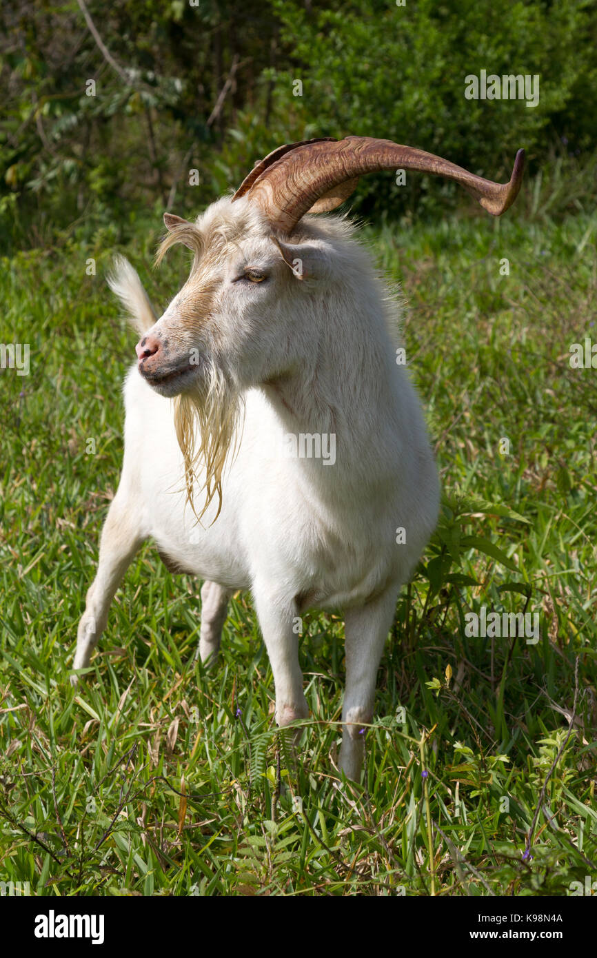 male goat, colombia Stock Photo - Alamy