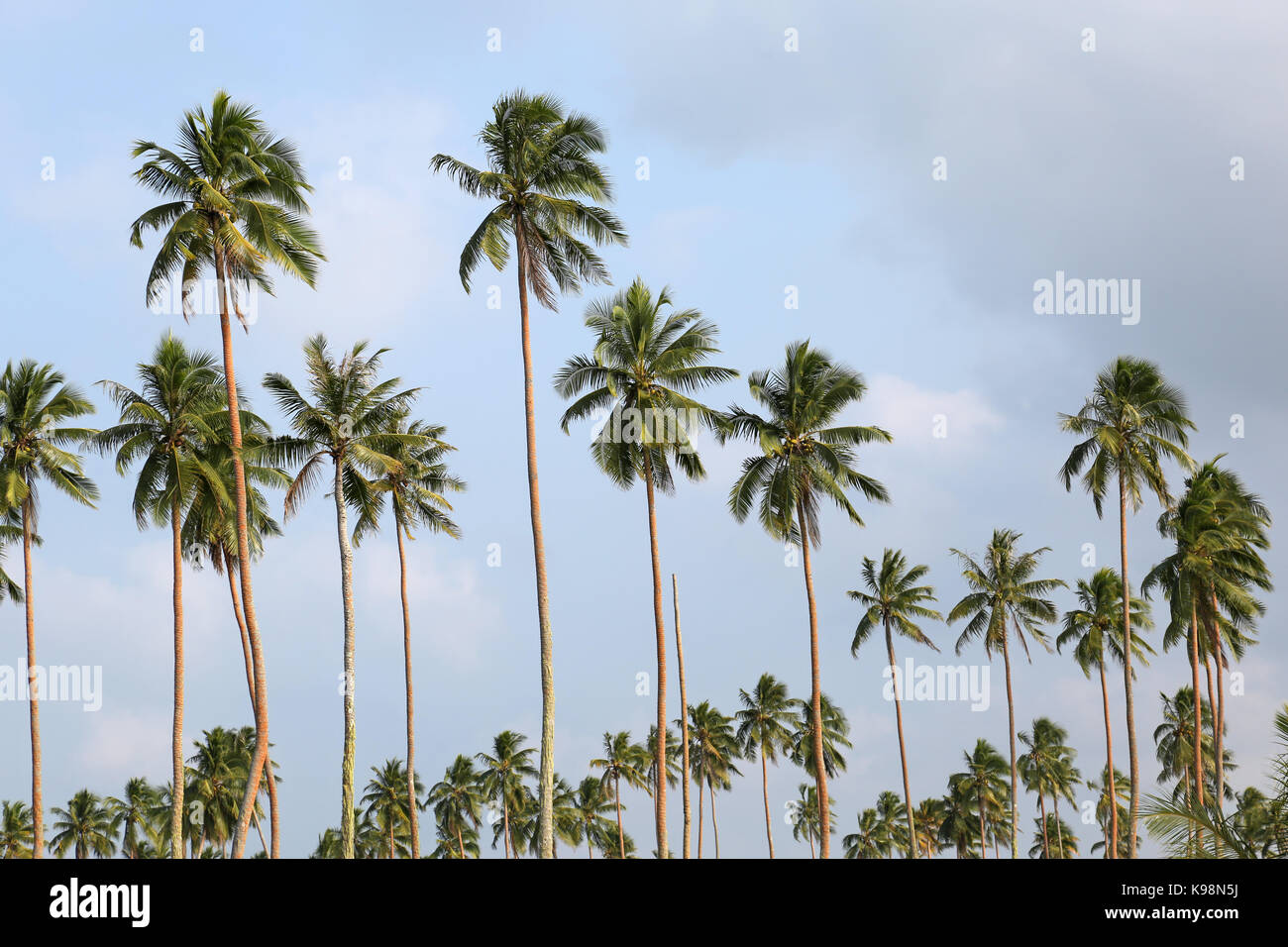 Palm Tree, Vanuatu Stock Photo - Alamy
