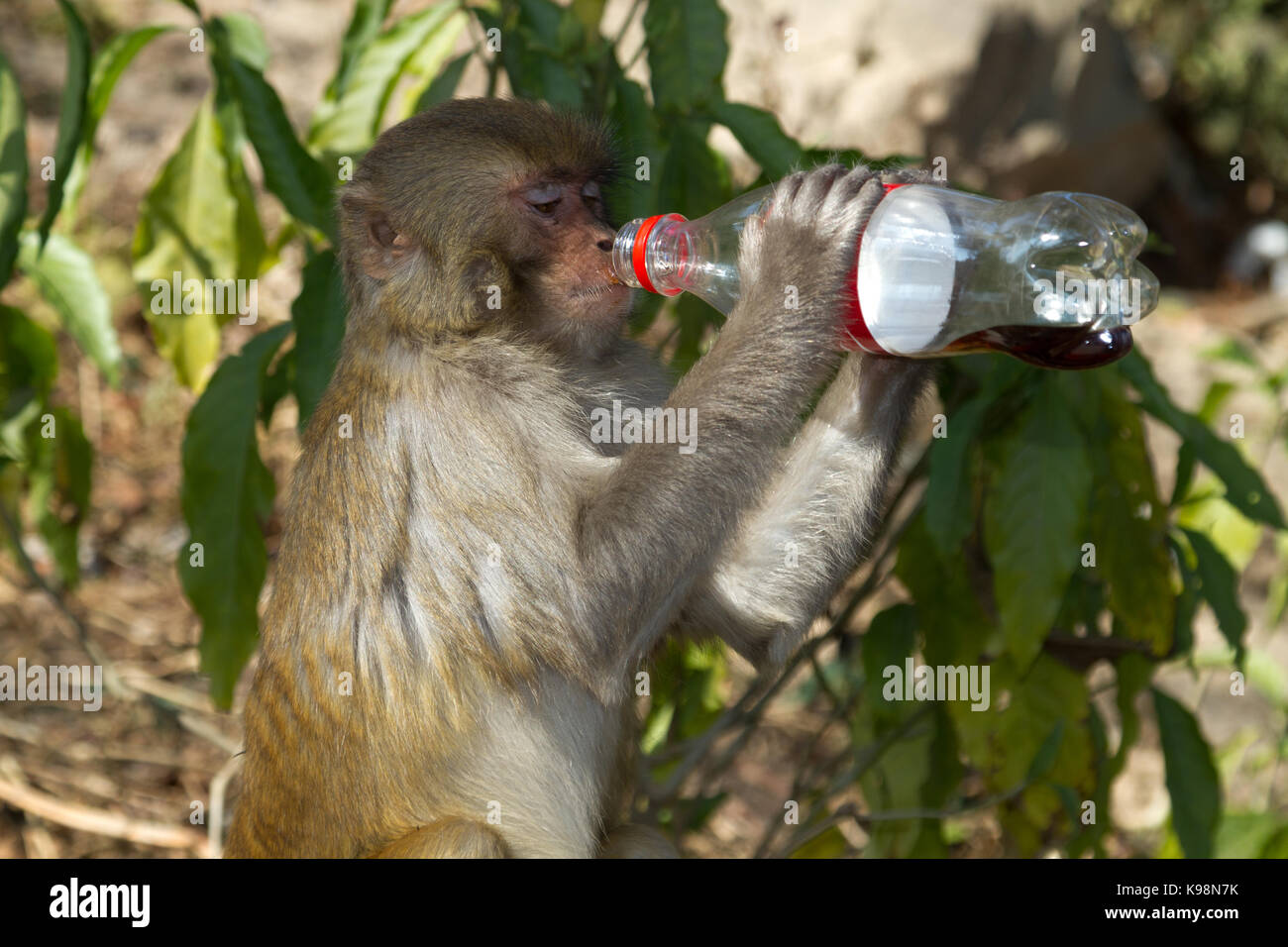 Monkey drinks a Softdrink, funny Stock Photo - Alamy