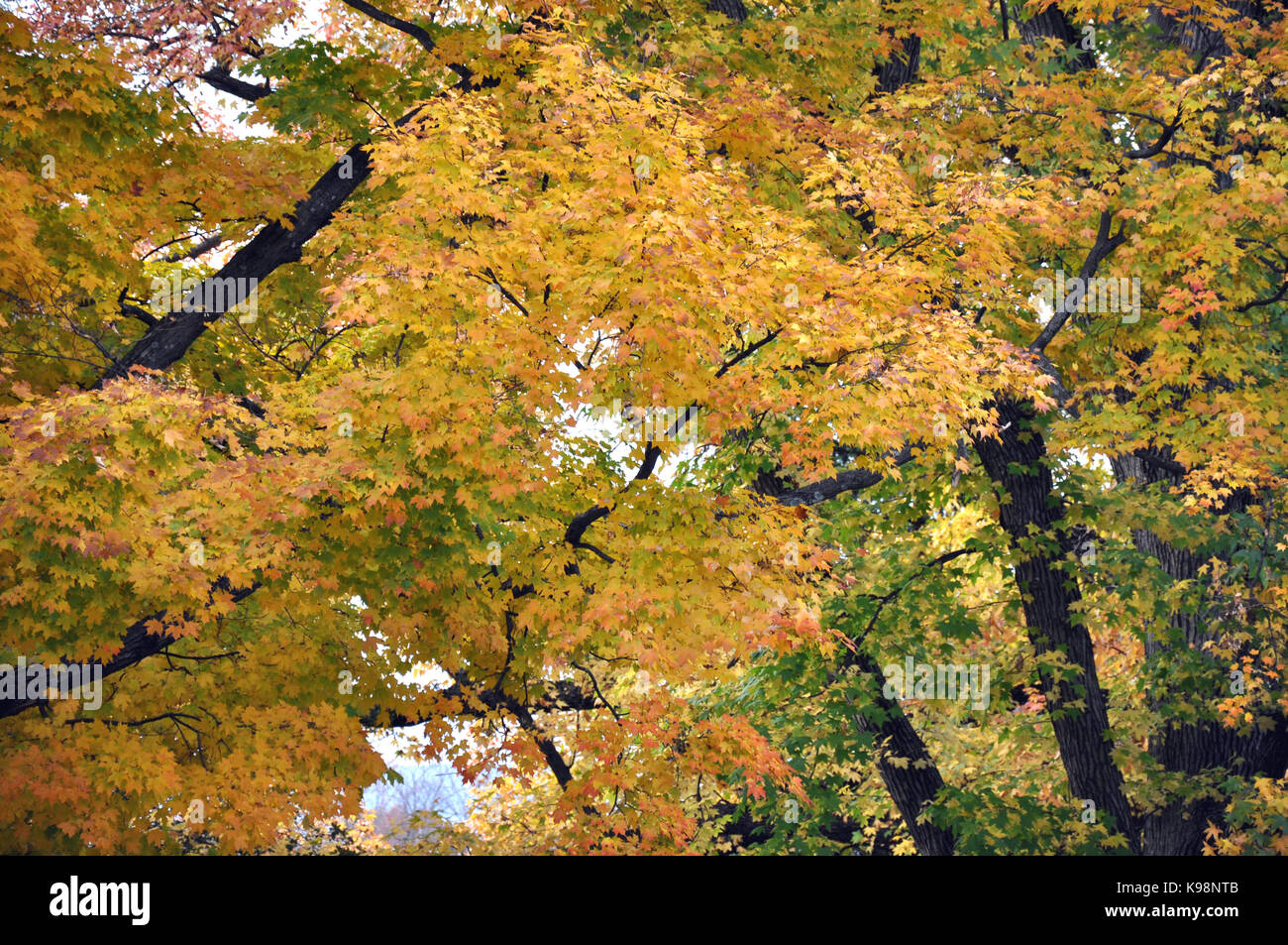 Fall foliage at gettysburg civil war battlefield hi-res stock ...