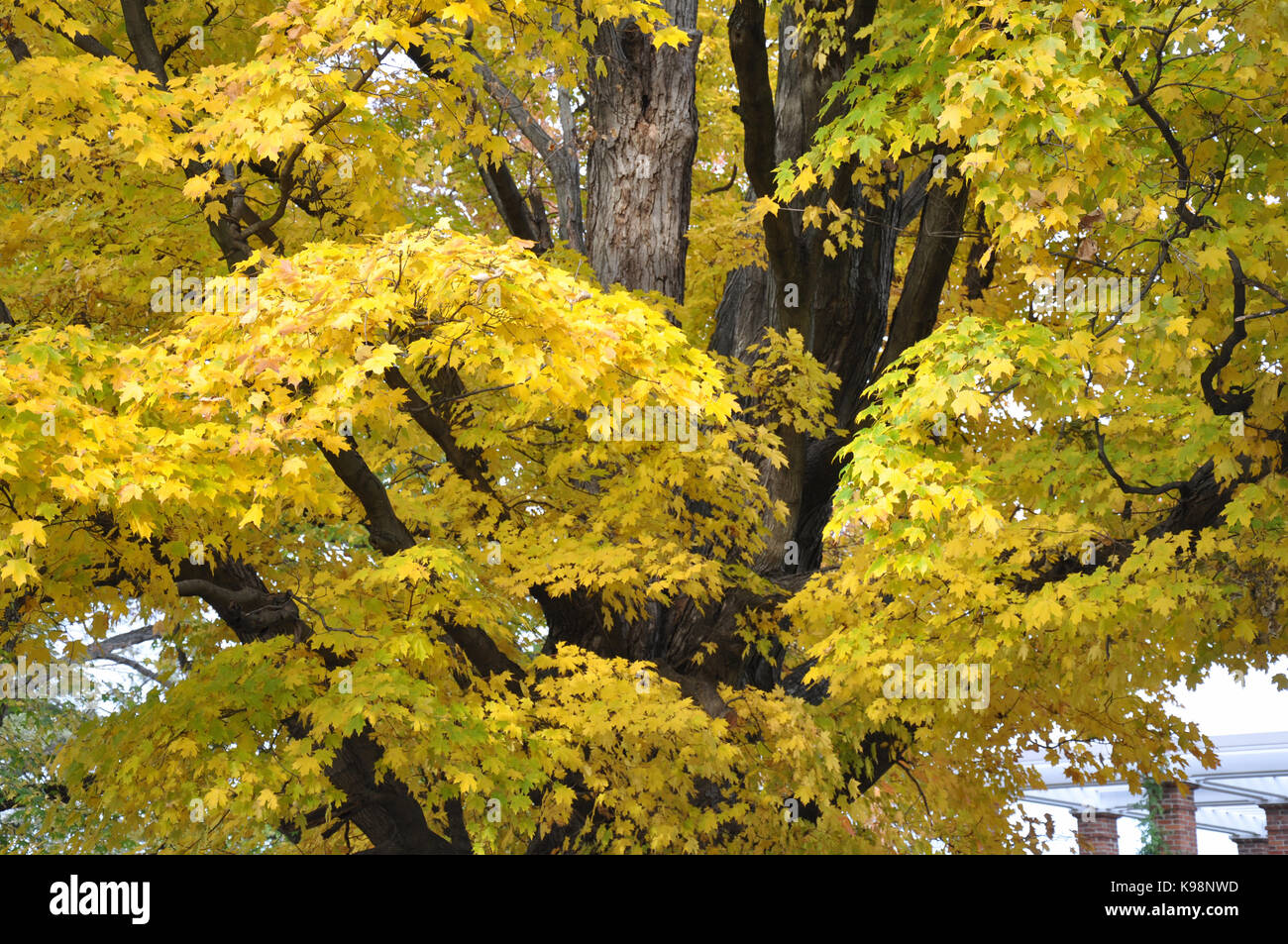 Fall color at gettysburg national military park hi-res stock ...