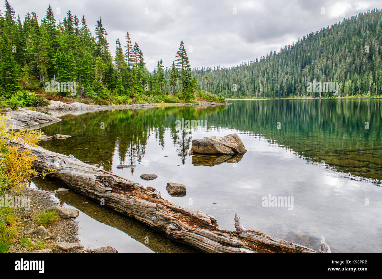 Driftwood and reflections, Lake helen MacKenzie, Strathcona, Canada ...