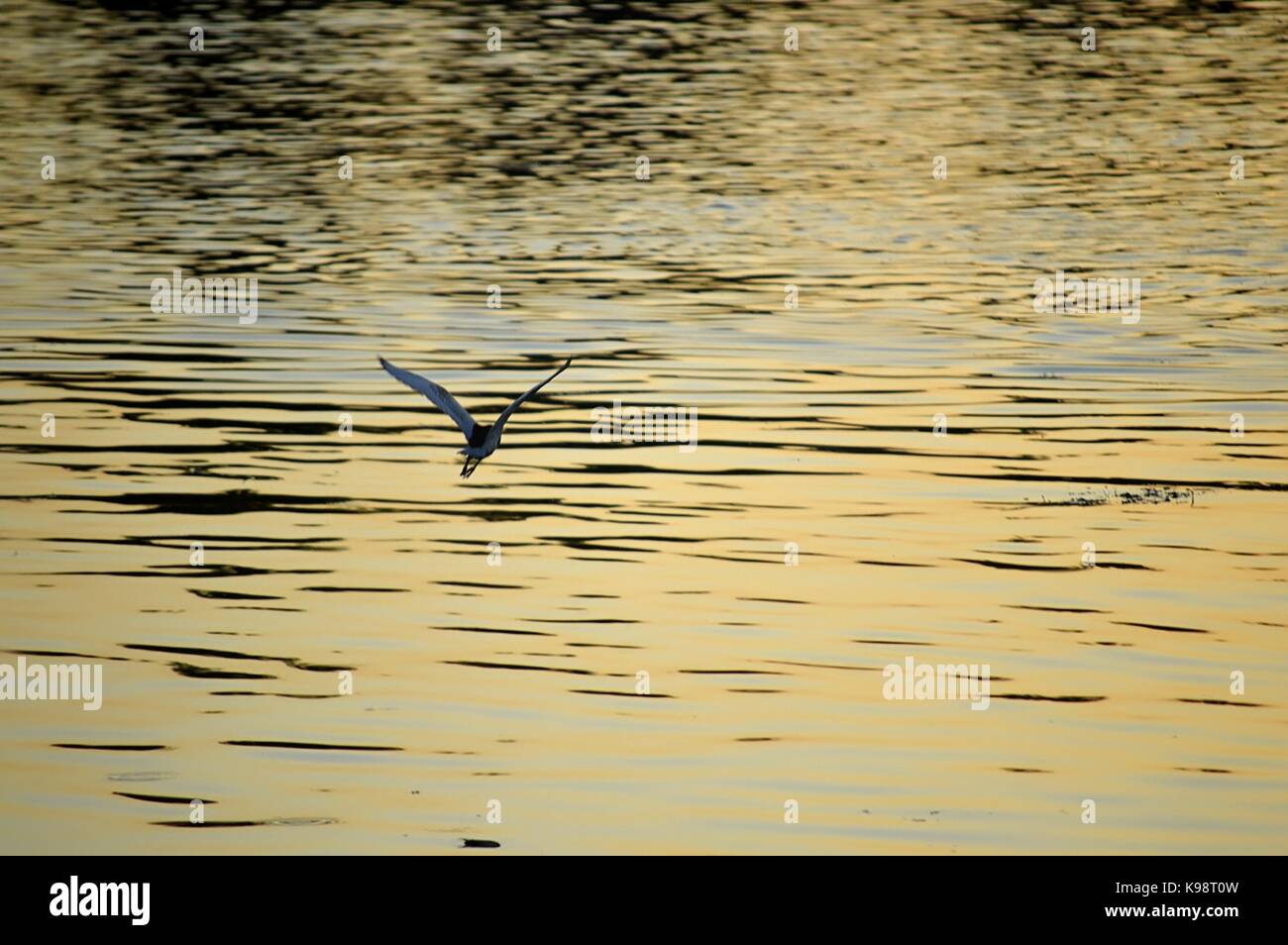 Dallake hi-res stock photography and images - Alamy