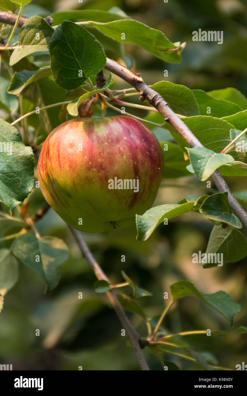 Pock marks on the leaves hi-res stock photography and images - Alamy