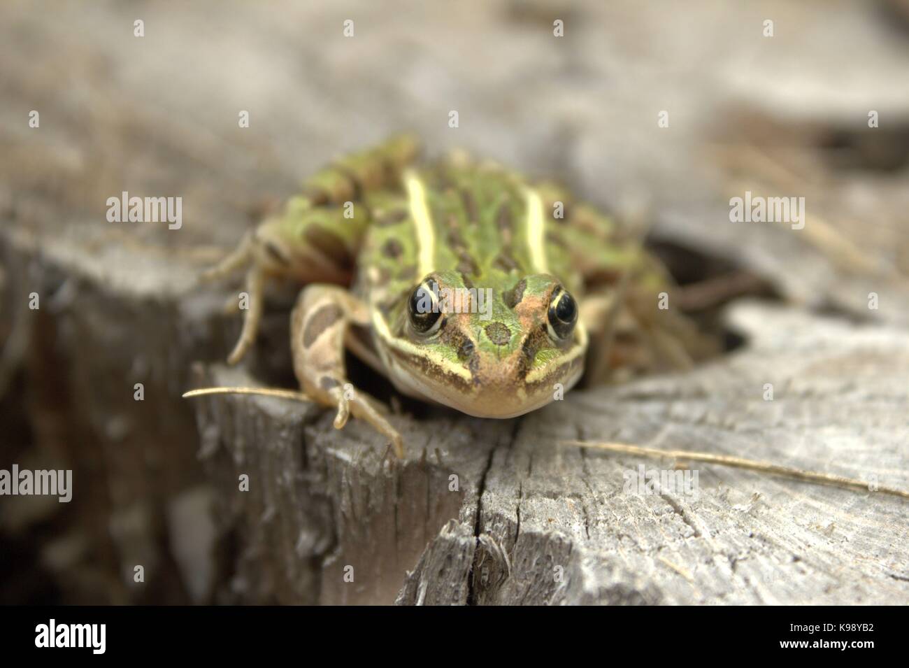 Northern Leopard Frog; Close Up And Personal Stock Photo - Alamy