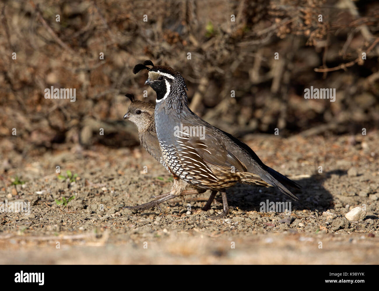 Quail foraging hi-res stock photography and images - Alamy