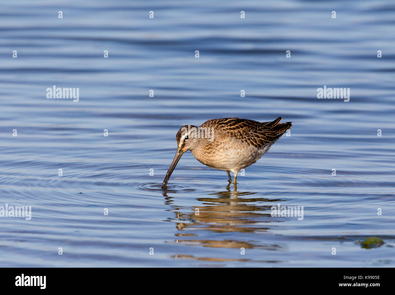 Long billed Dowitcher Stock Photo - Alamy