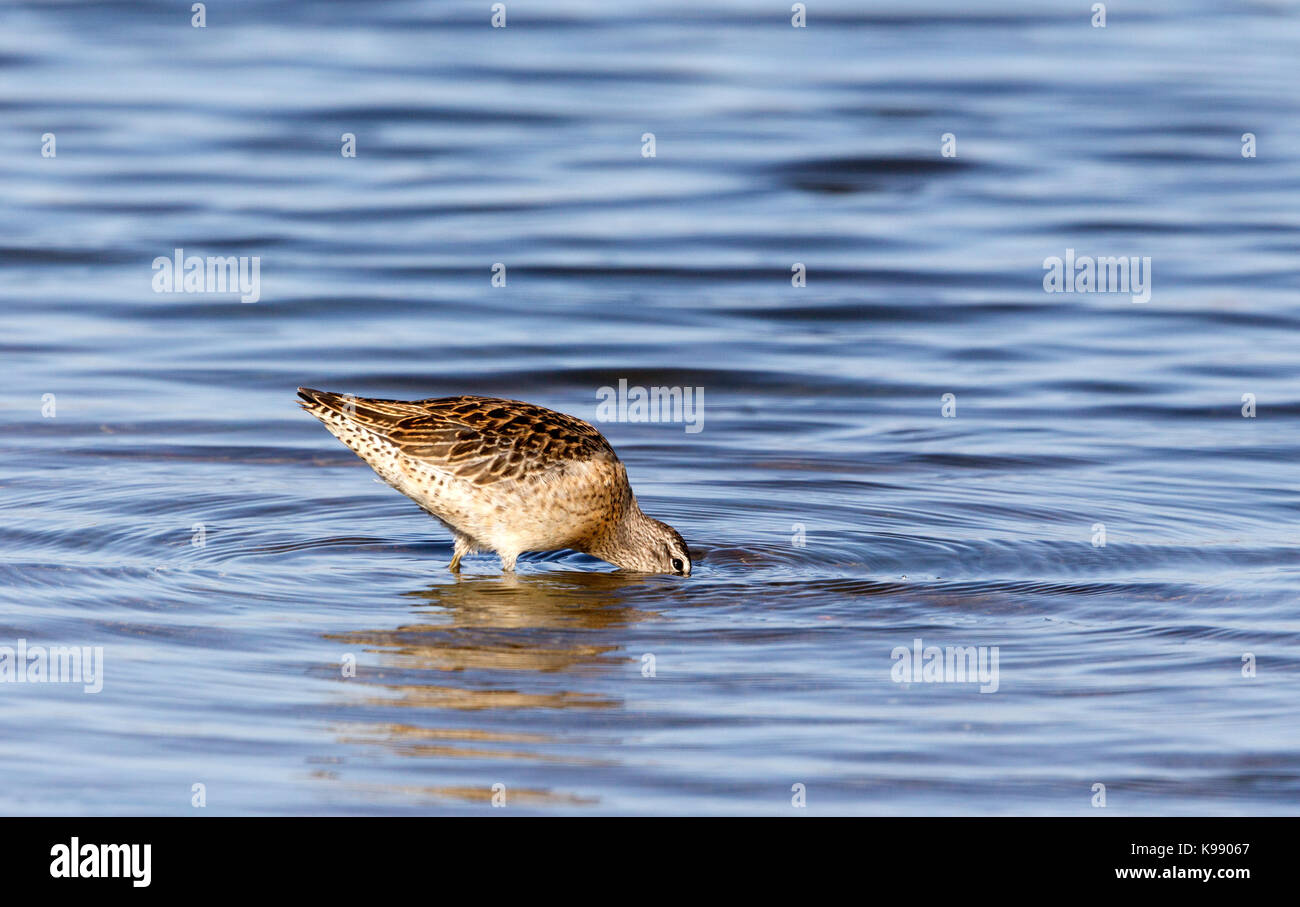 Long billed Dowitcher Stock Photo - Alamy
