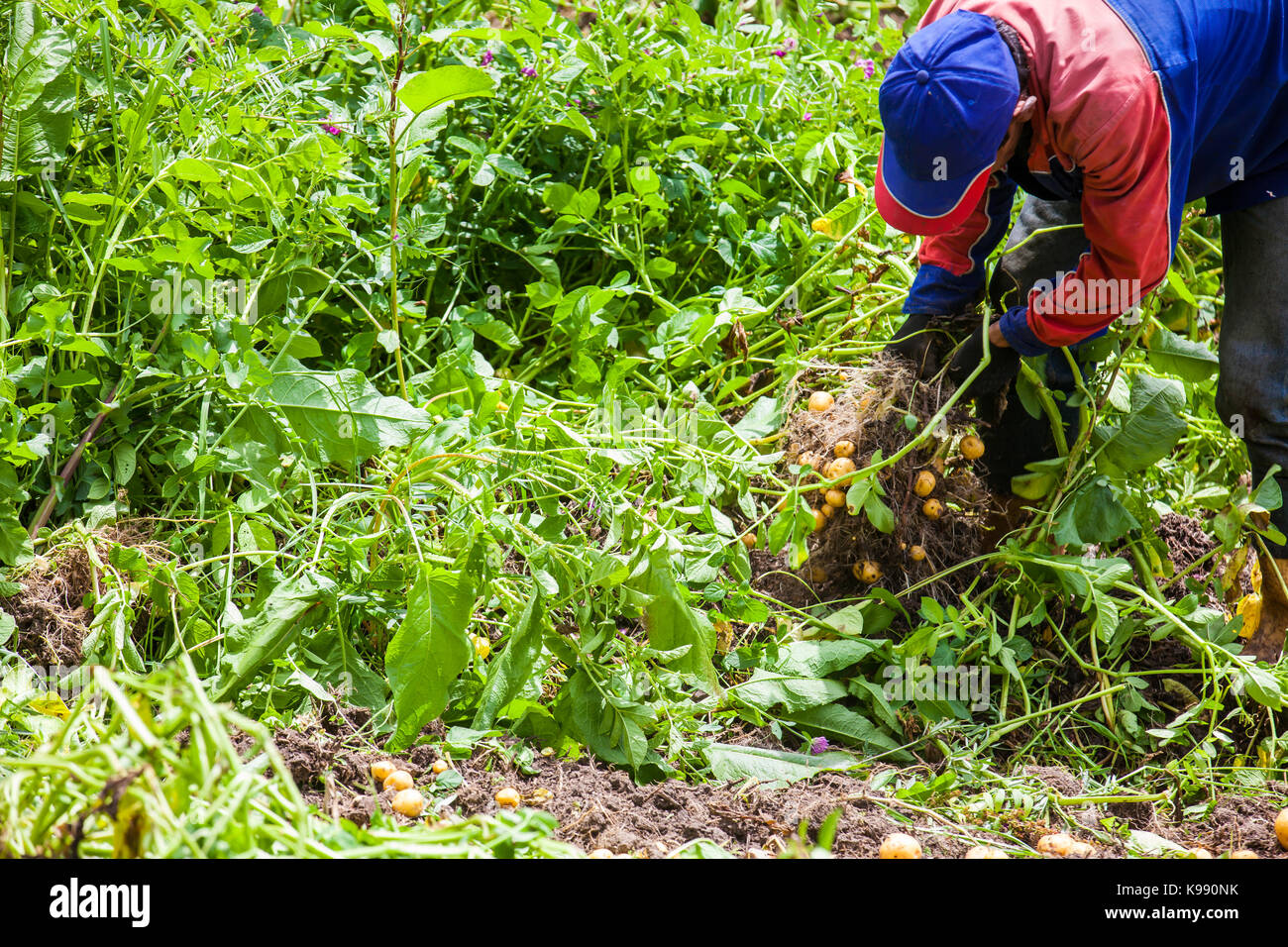 Workers harvesting yellow potato (Solanum phureja Stock Photo - Alamy