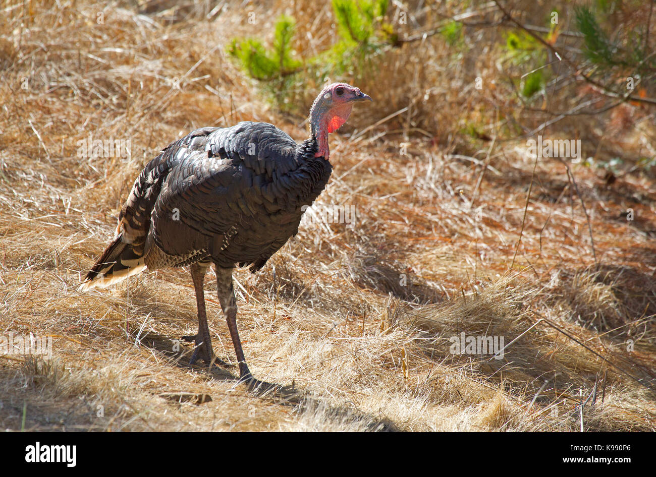 Hen do holiday hi-res stock photography and images - Alamy