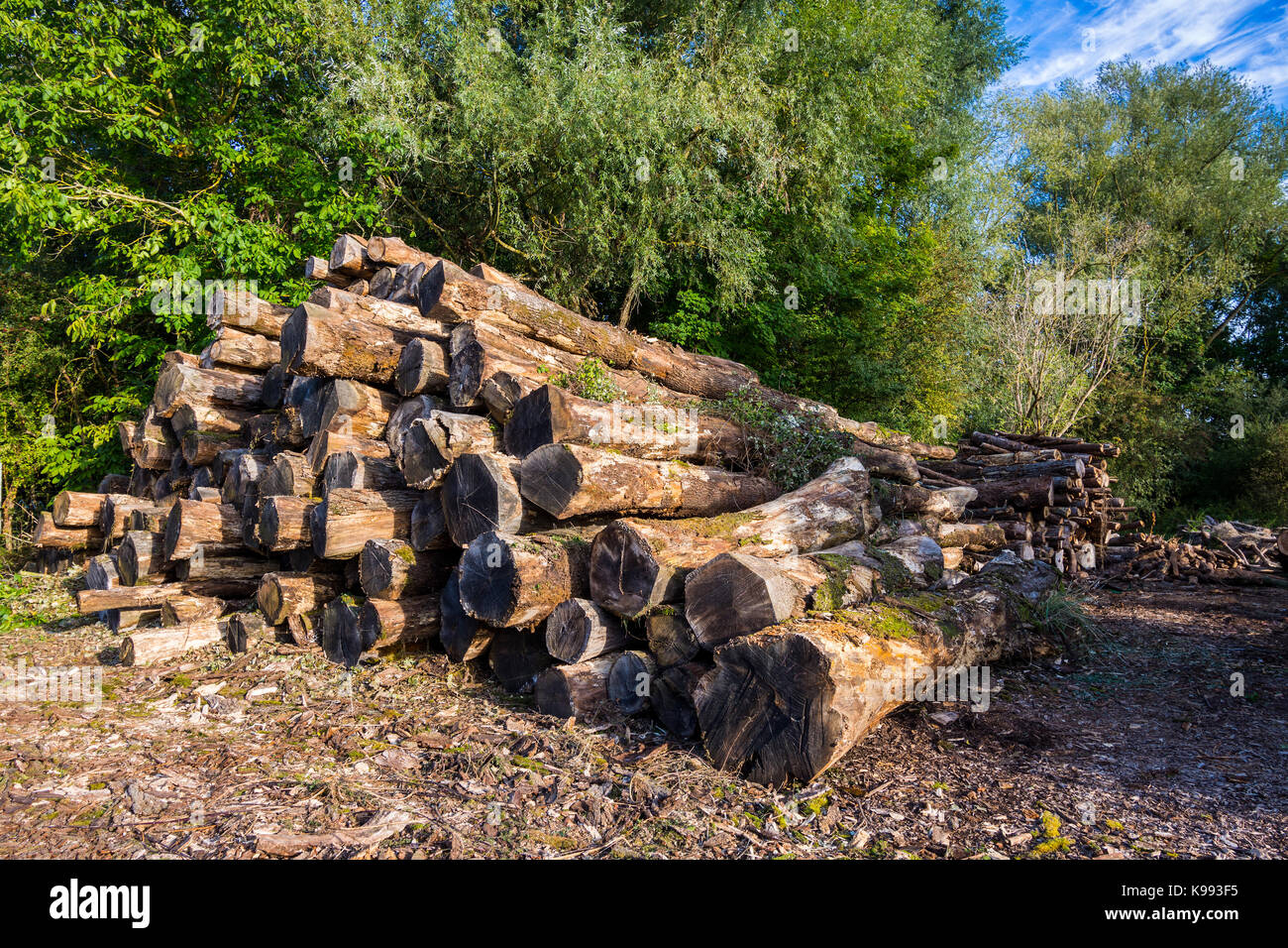 Stack of tree trunks Stock Photo - Alamy