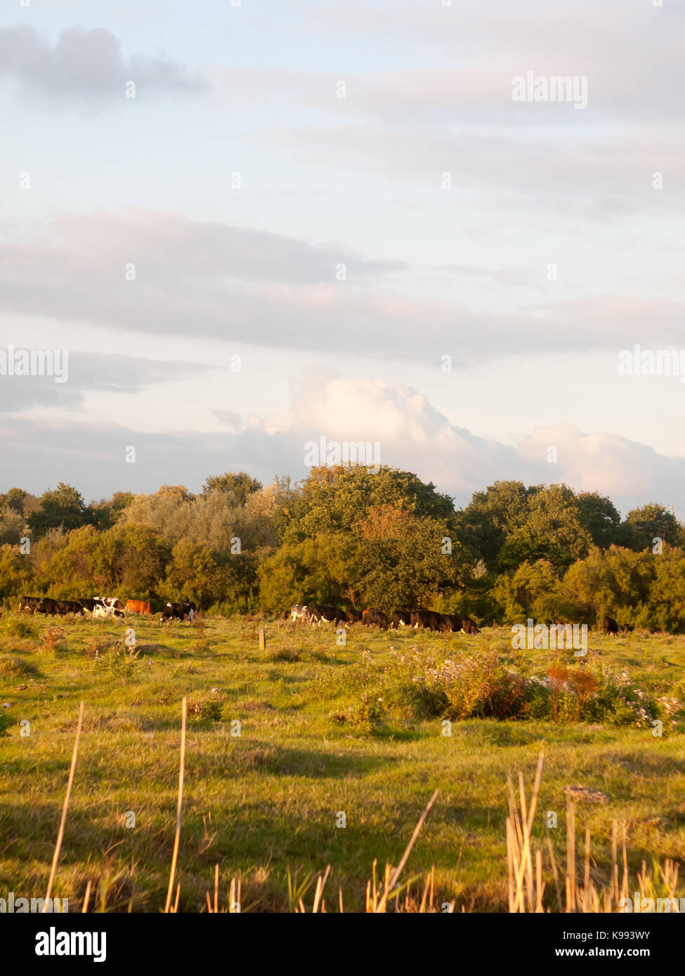 beautiful sunset lit green country land scene with trees and with farm ...