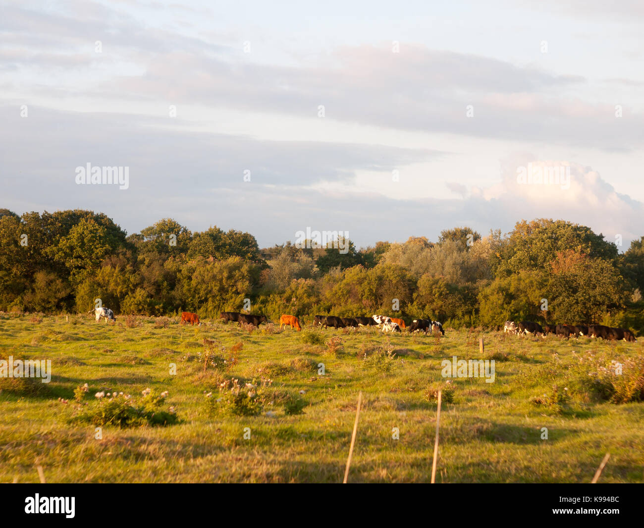 beautiful sunset lit green country land scene with trees and with farm ...
