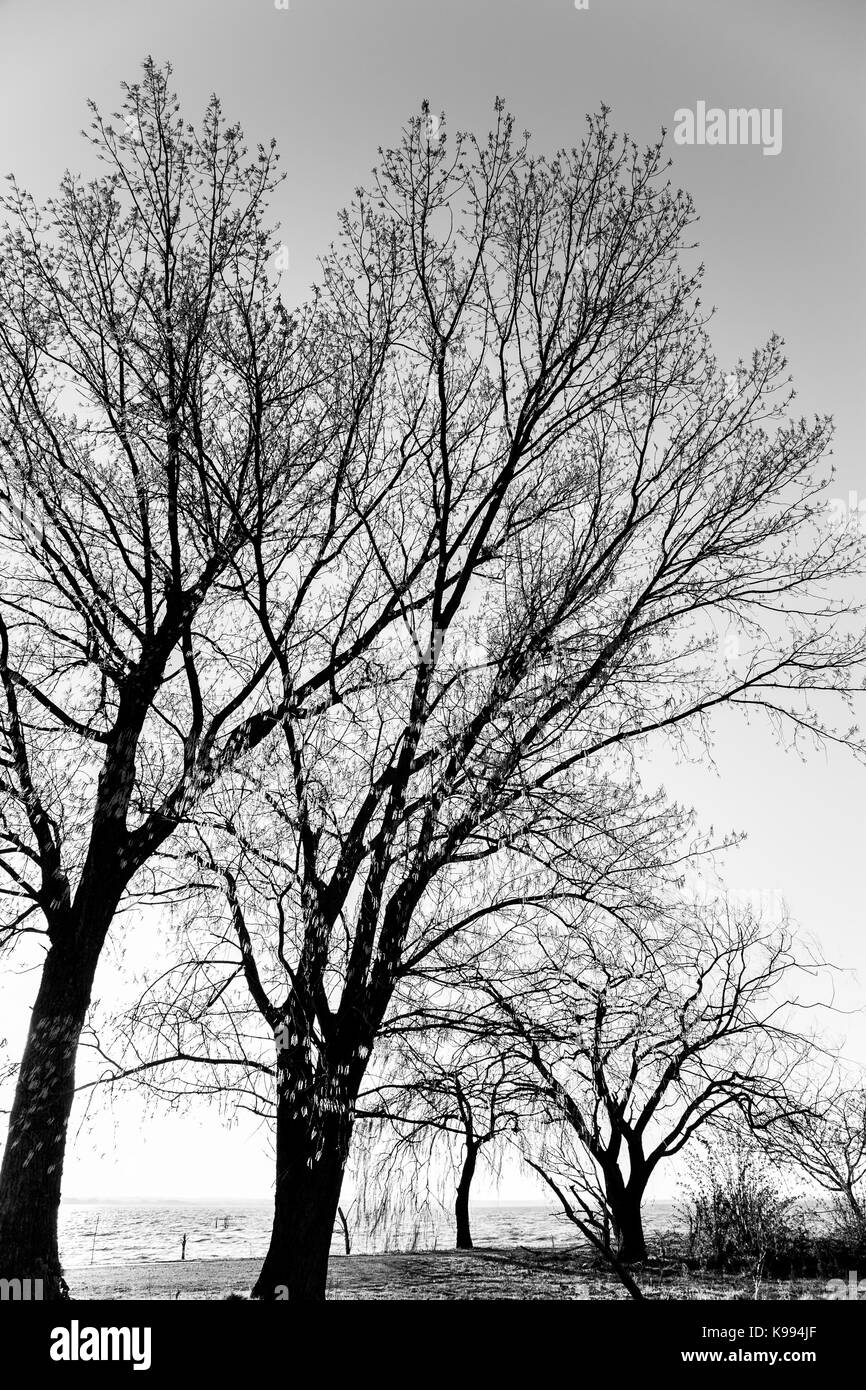 Nature background blossoming tree Black and White Stock Photos & Images ...