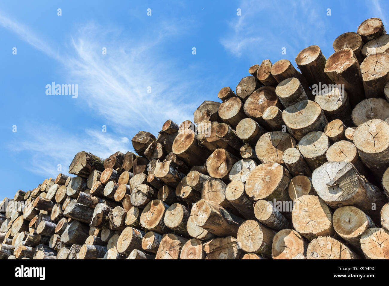 Many sawed pine logs stacked in a pile under cloudy sky. Front view ...