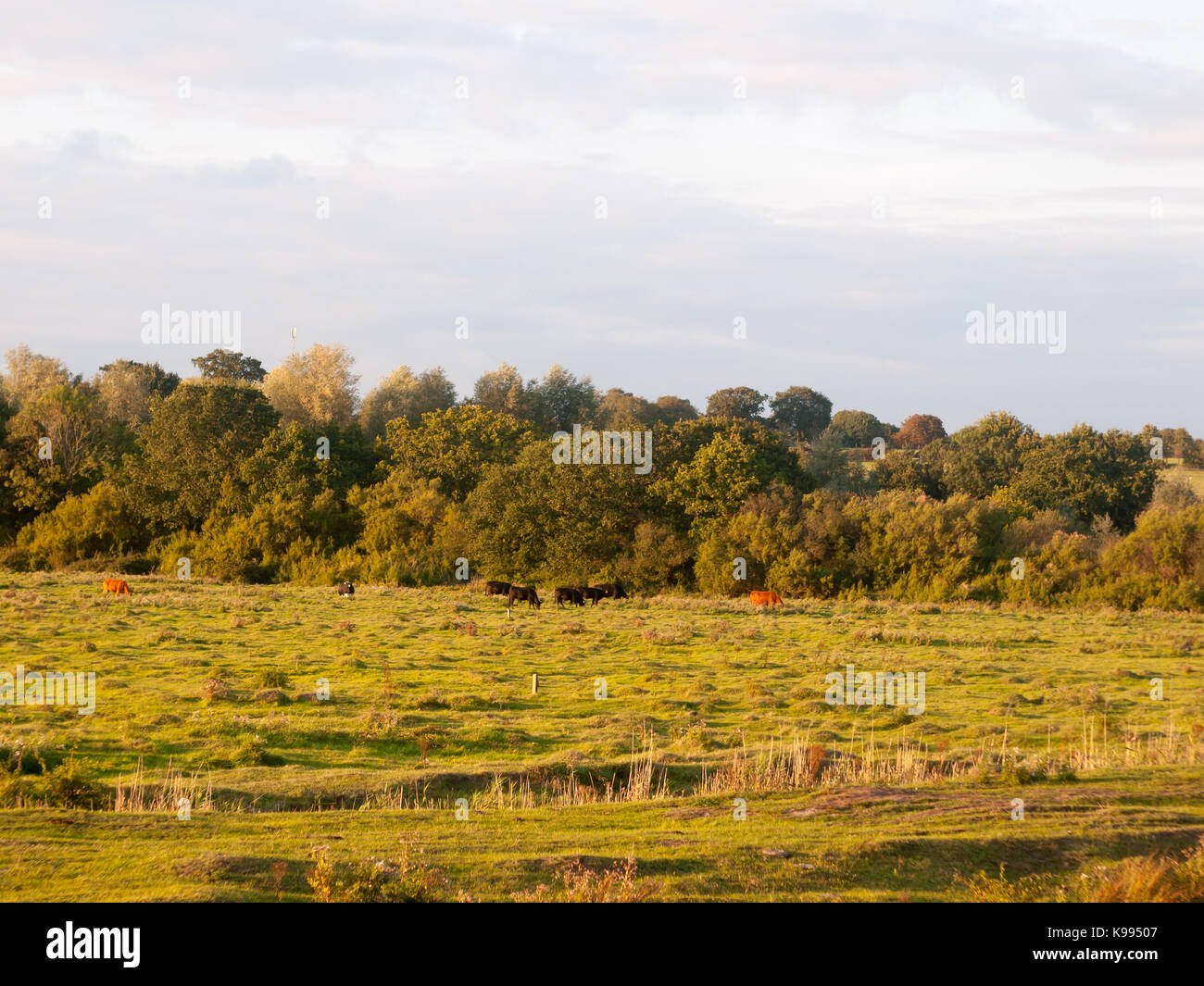 beautiful sunset lit green country land scene with trees and with farm ...