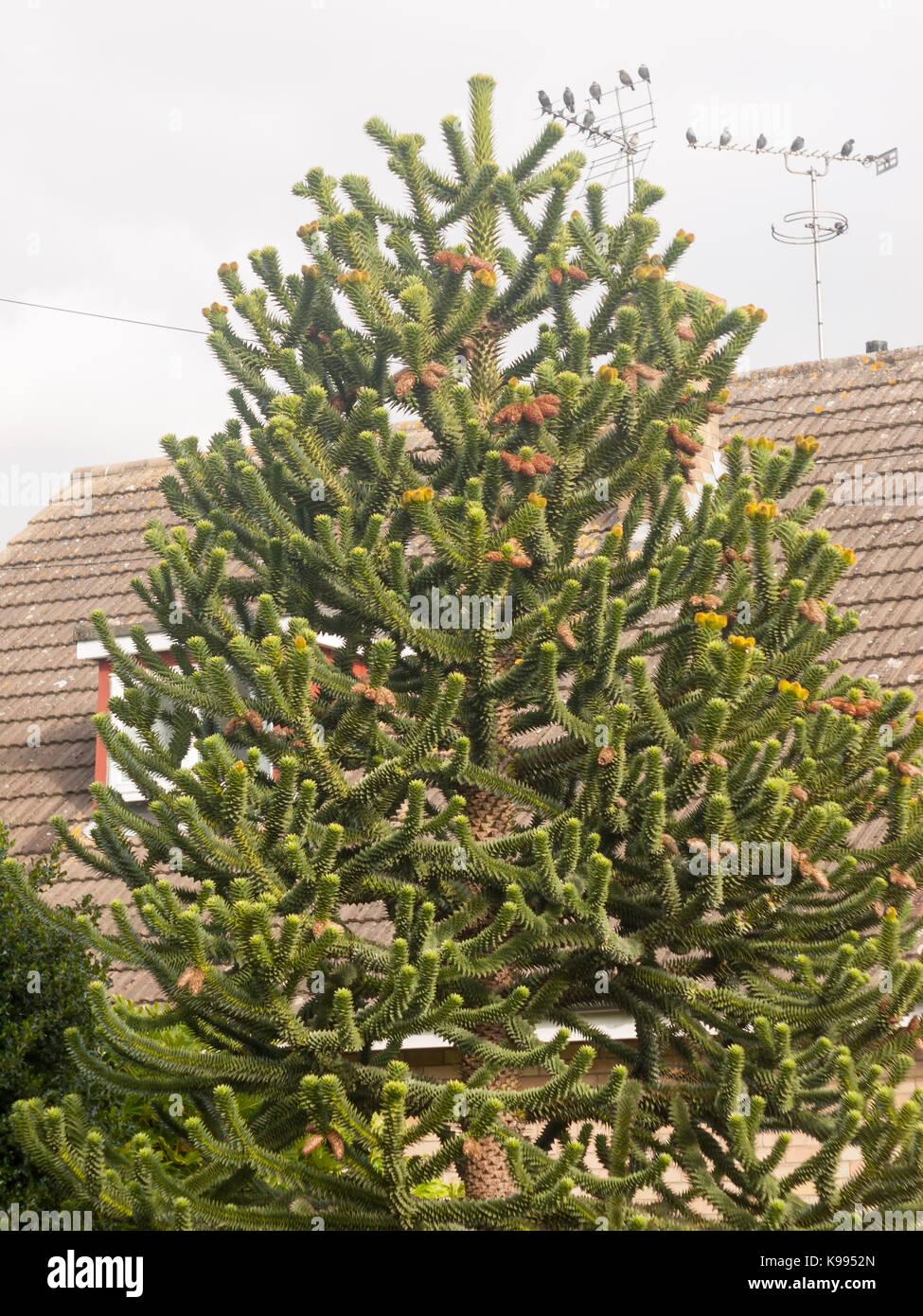 monkey tree branches with leaves outside house in garden; England ...