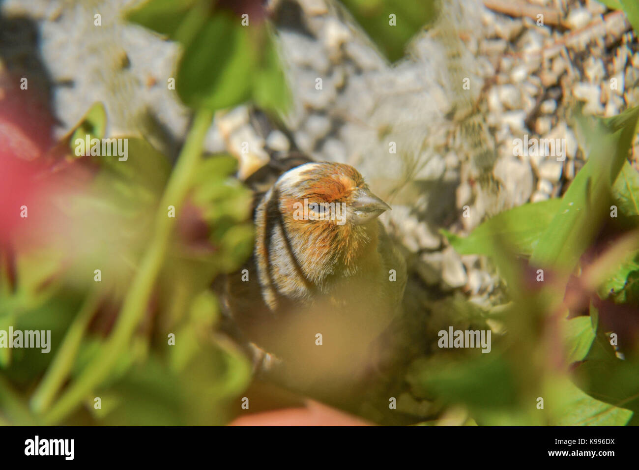 Little yellow canary bird hi-res stock photography and images - Alamy