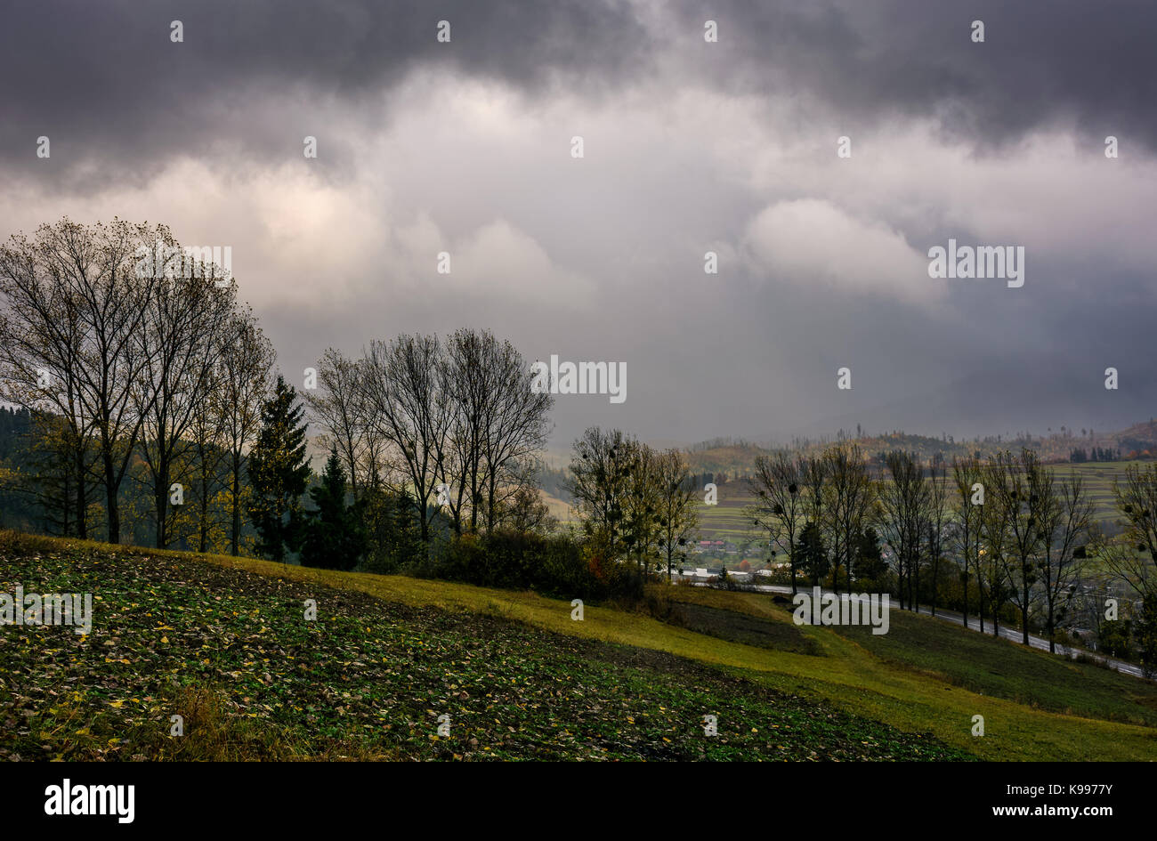 trees on hillside in rainy weather. lovely countryside landscape in ...