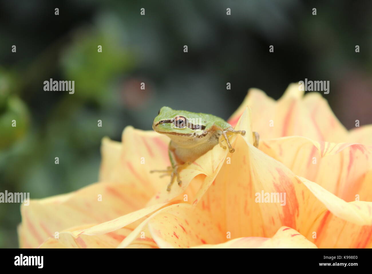 frog on a flower Stock Photo - Alamy