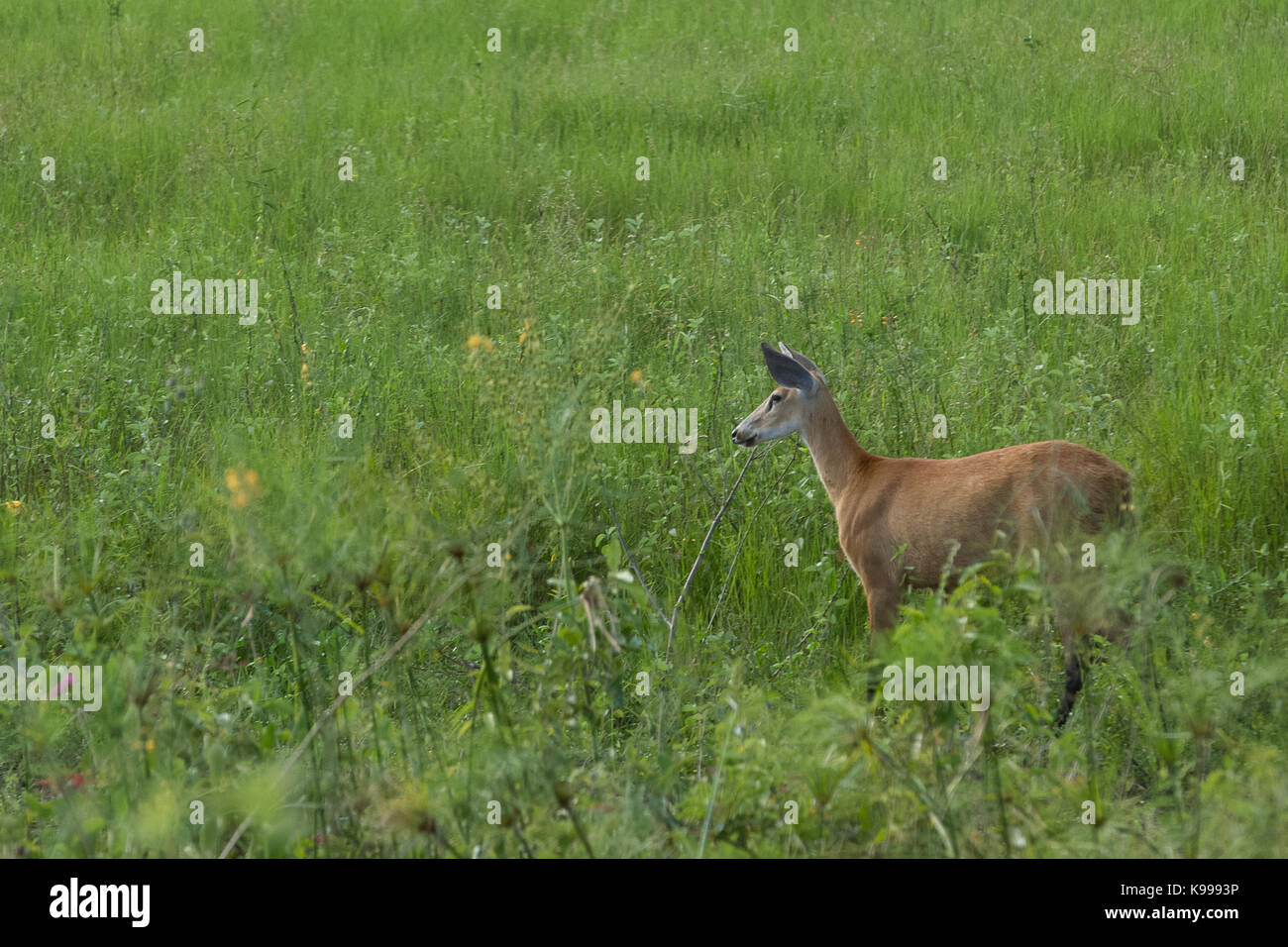 Brazilian Pantanal - Marsh Deer (female Stock Photo - Alamy