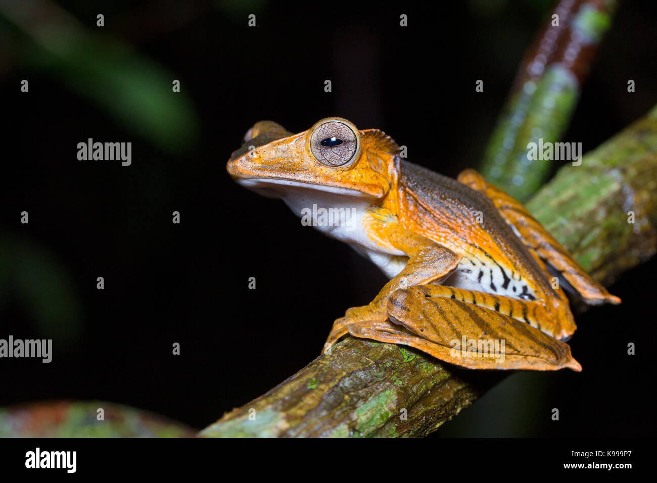 Polypedates otilophus (File-Eared Tree Frog), Kubah National Park ...