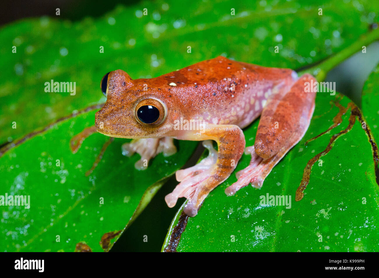 Harlequin Tree Frog (Rhacophorus pardalis), Kubah National Park ...