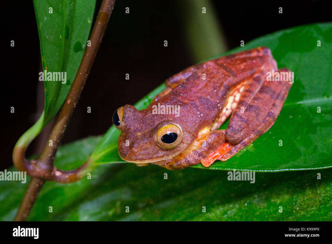 Gliding Tree Frog High Resolution Stock Photography and Images - Alamy